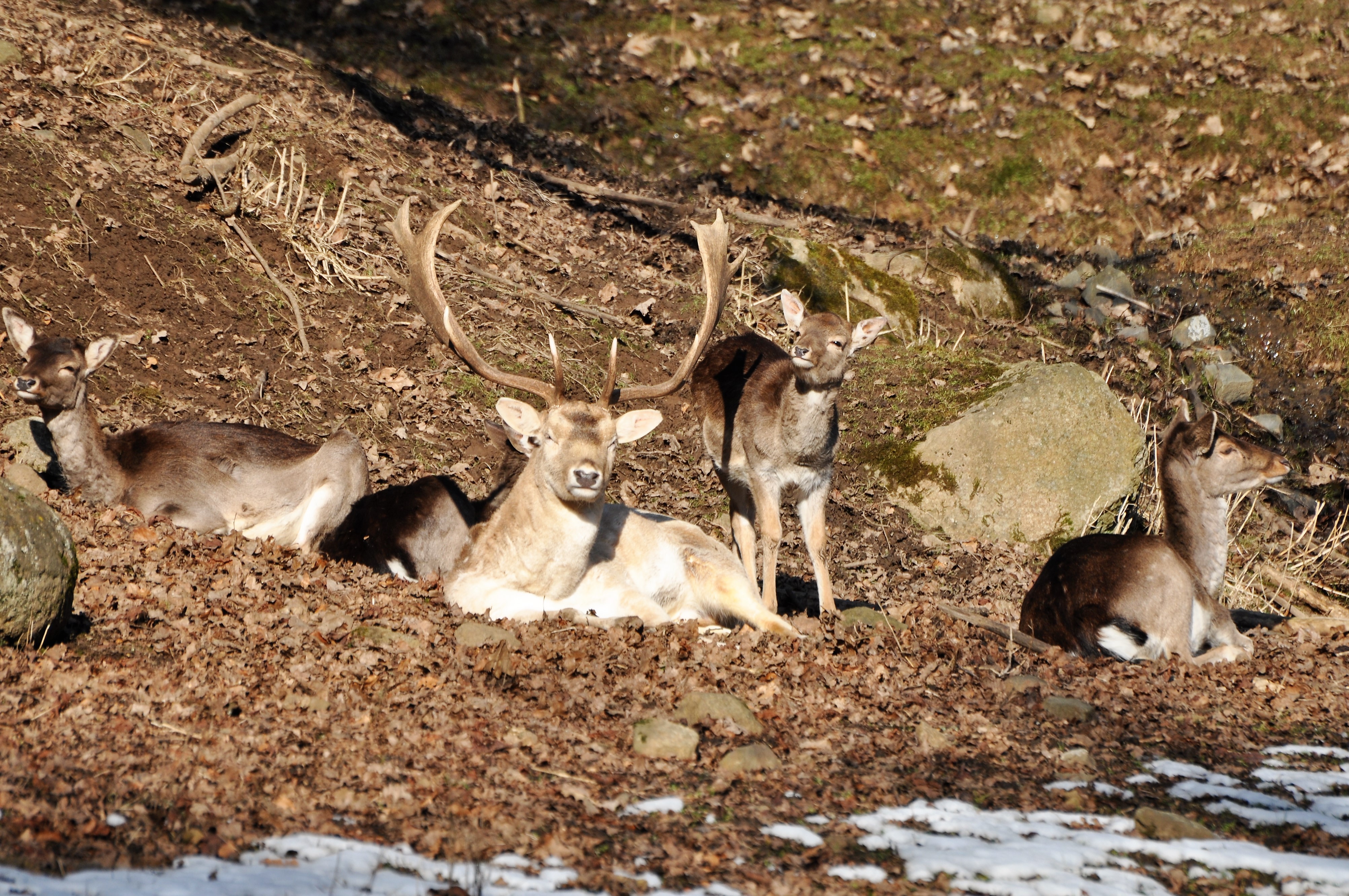 Wildgehege Herborn - Damwild